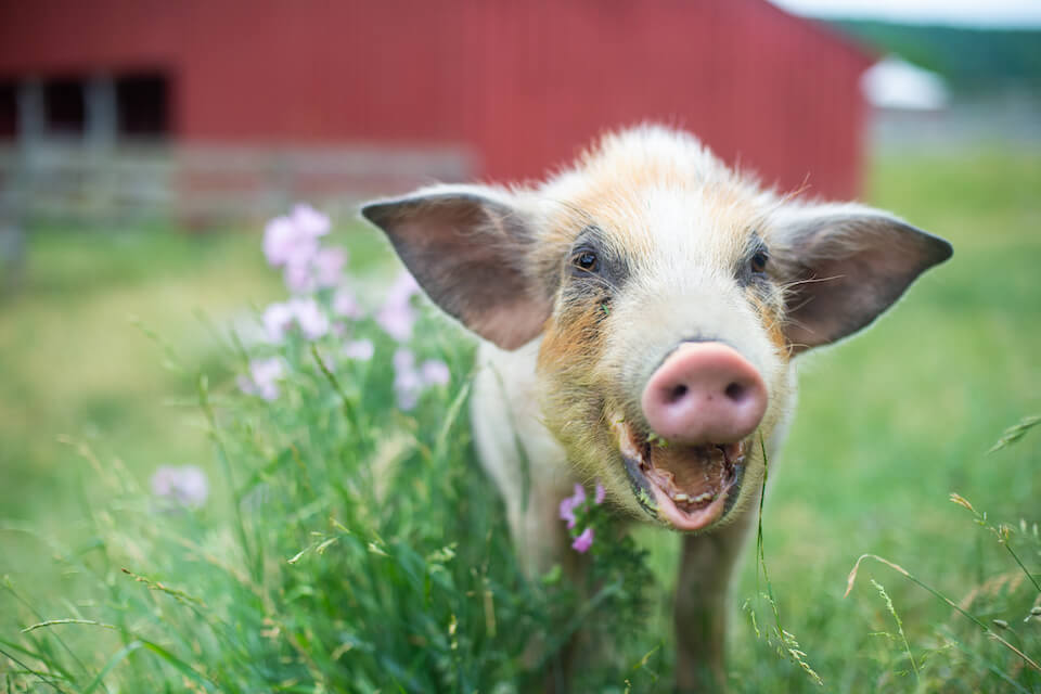 Donate to Farm Sanctuary | Farm Sanctuary