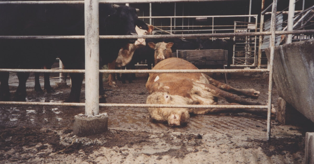 Ban the Slaughter of Downed Animals | Farm Sanctuary