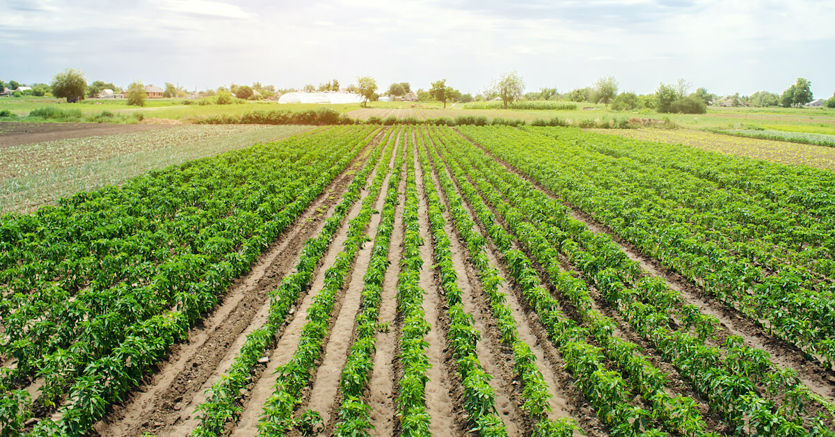 Act Now: Shift the Farm Bill | Farm Sanctuary